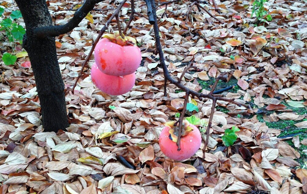 Increasing demand for Australian grown persimmons - ABC News