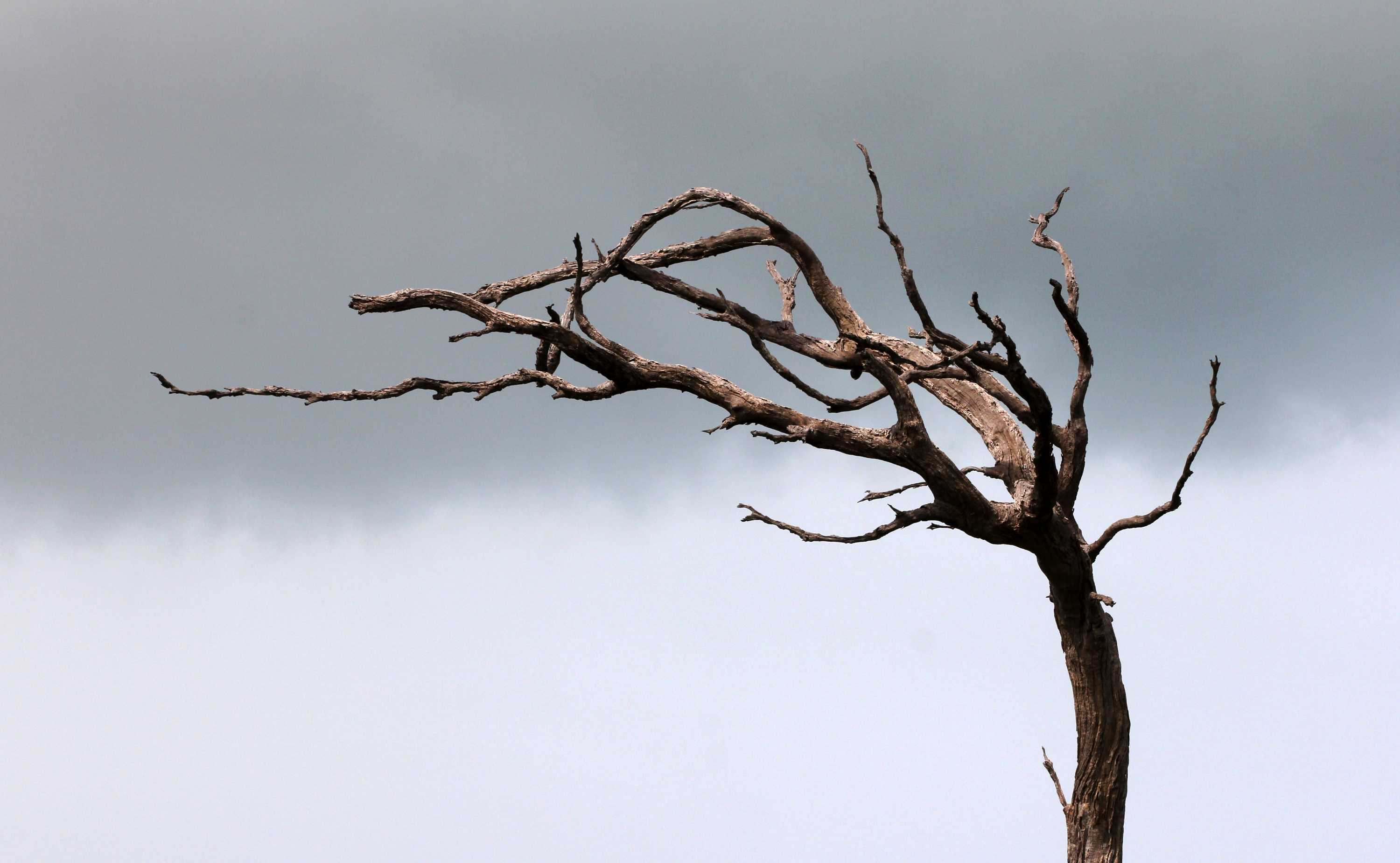 Coastal survivors: South Australia's rare and twisted trees - ABC News