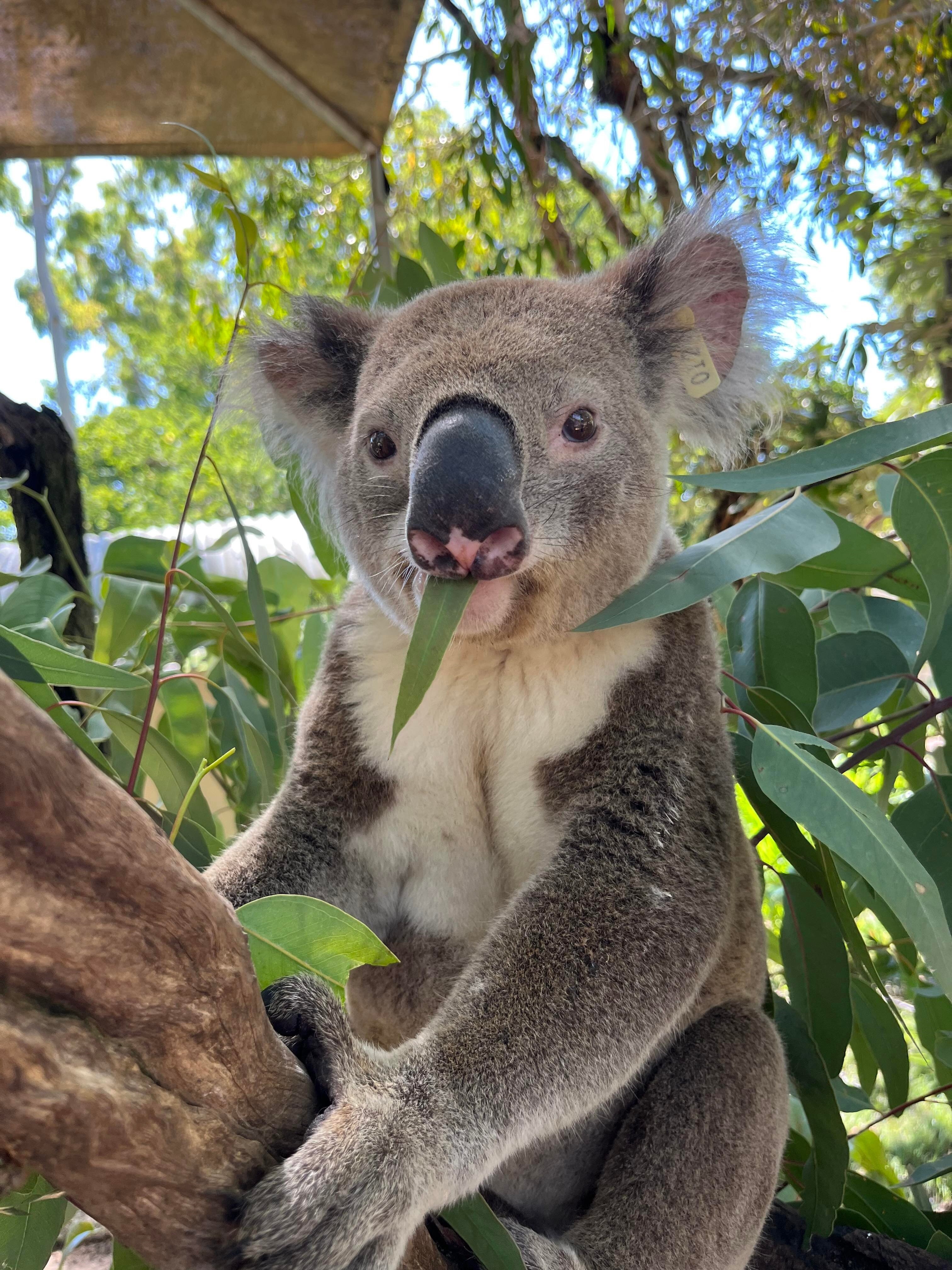 Prison farms helping Queensland zoos and wildlife sanctuaries feed ...