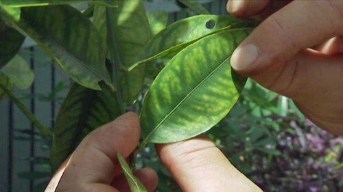 A Living Litmus - Gardening Australia