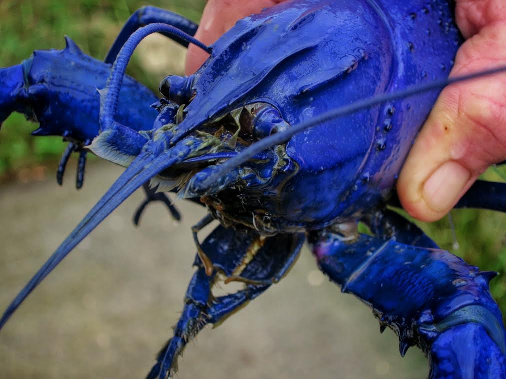 Blue marron crayfish is a low-maintenance native pet and demand is ...