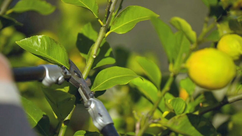 Lemonicious - Gardening Australia