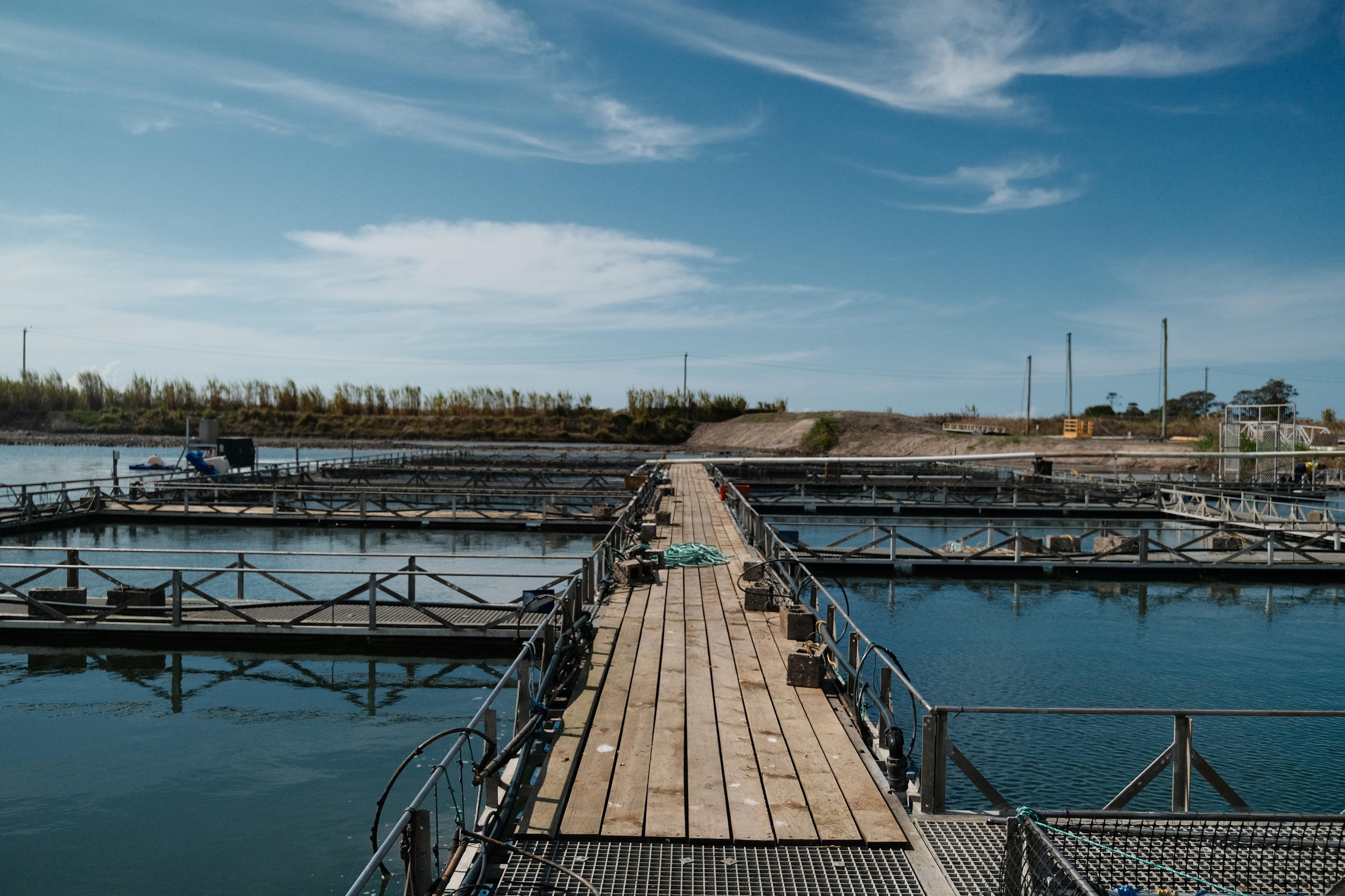 Rocky Point Aquaculture wins in Delicious Magazine's annual Produce Awards - ABC News