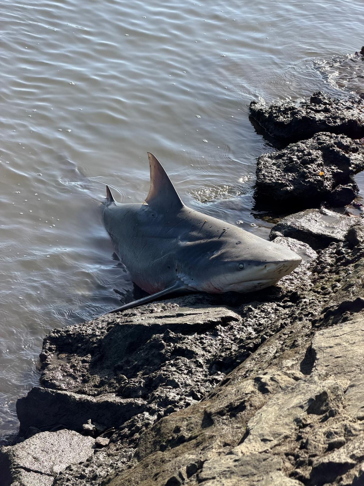 Video of bull shark washed up on Brisbane River bank sparks debate over ...