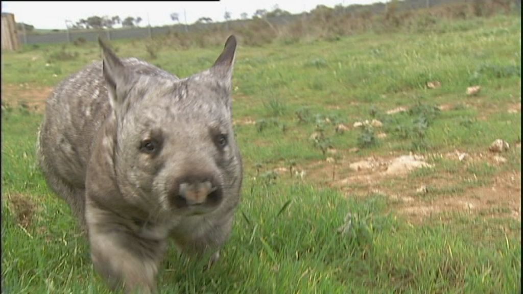 Southern wombat faces hairy future - ABC News