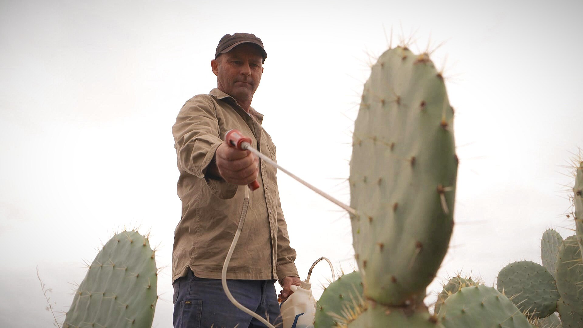 Noxious weed, wheel cactus, spreads in the millions across northern ...