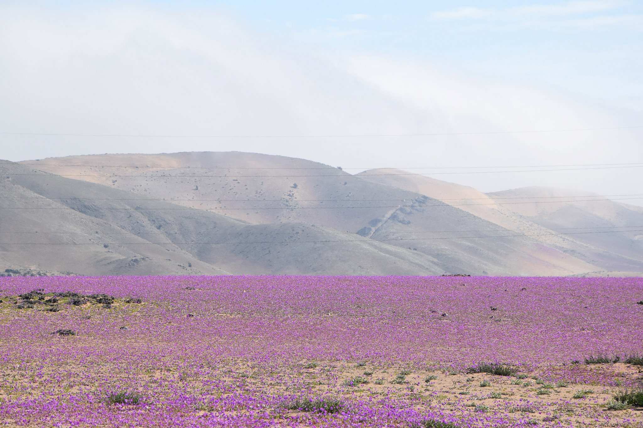 Atacama Desert becomes floral wonderland after historic rainfall in ...