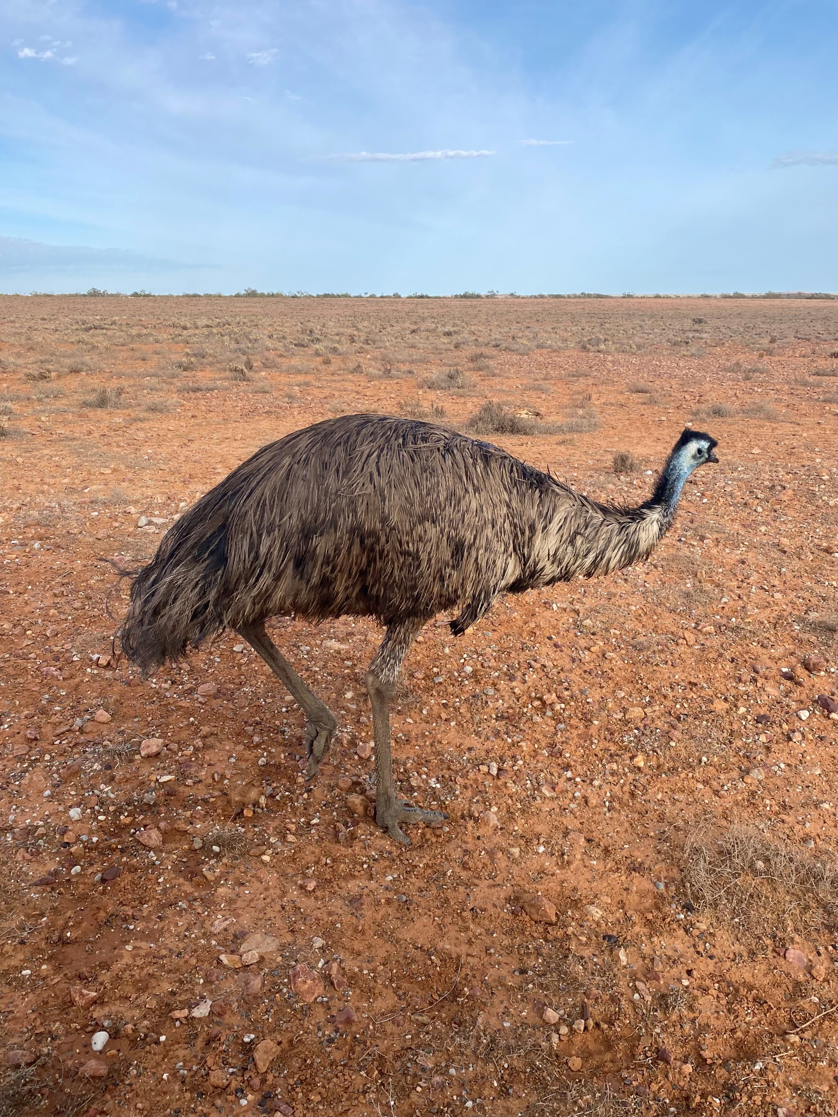 NT Country Hour with Matt Brann - ABC listen