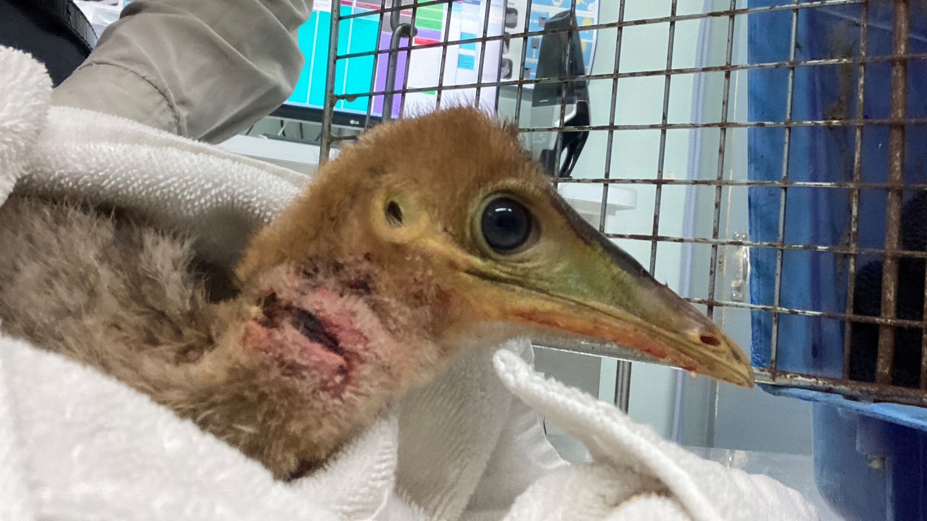 Injured cassowary chick named 'Scar' reunited with father at Bingil Bay ...