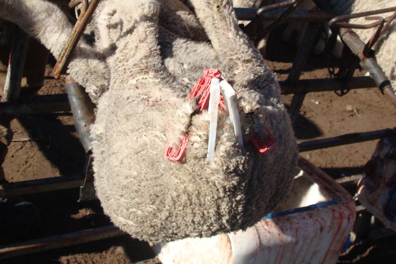 Mulesing alternative in use - ABC News