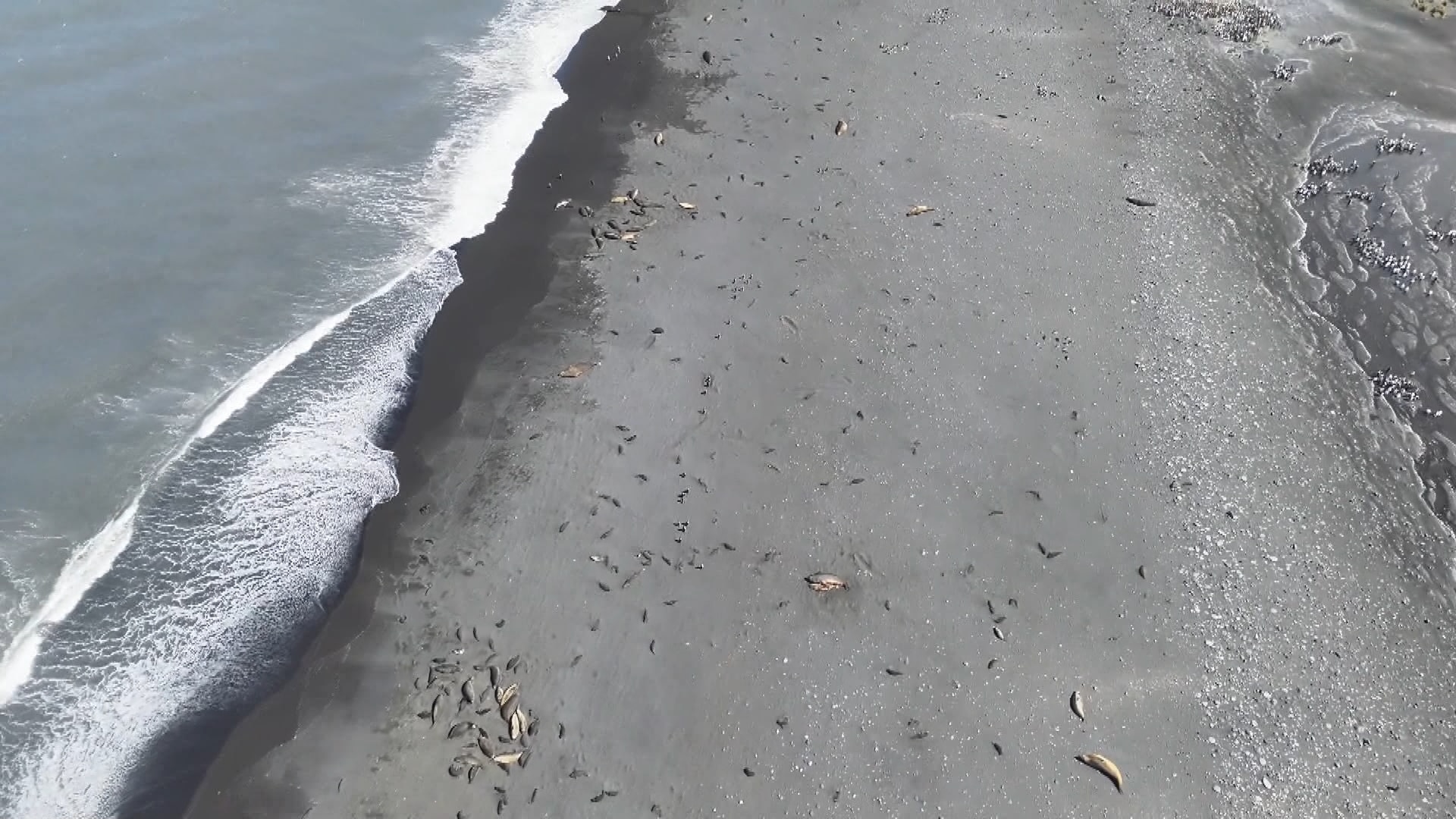 Bird flu kills thousands of baby seals on Heard Island in Southern ...