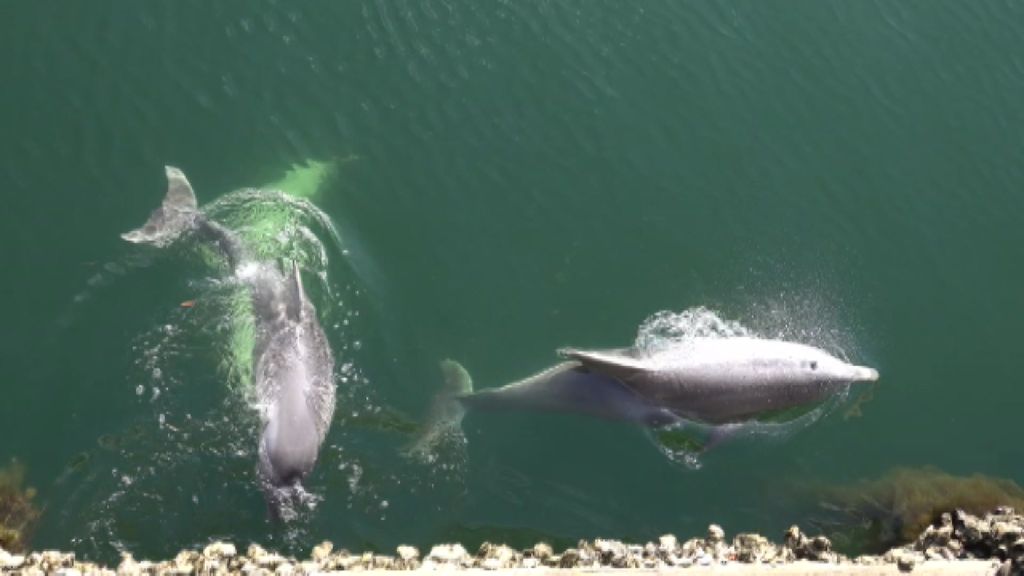 Dolphins Rocket, Mouse and Piki in Adelaide's Port River - ABC News