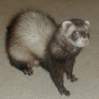 Ferret torture jail sentences 'send clear message' - ABC News