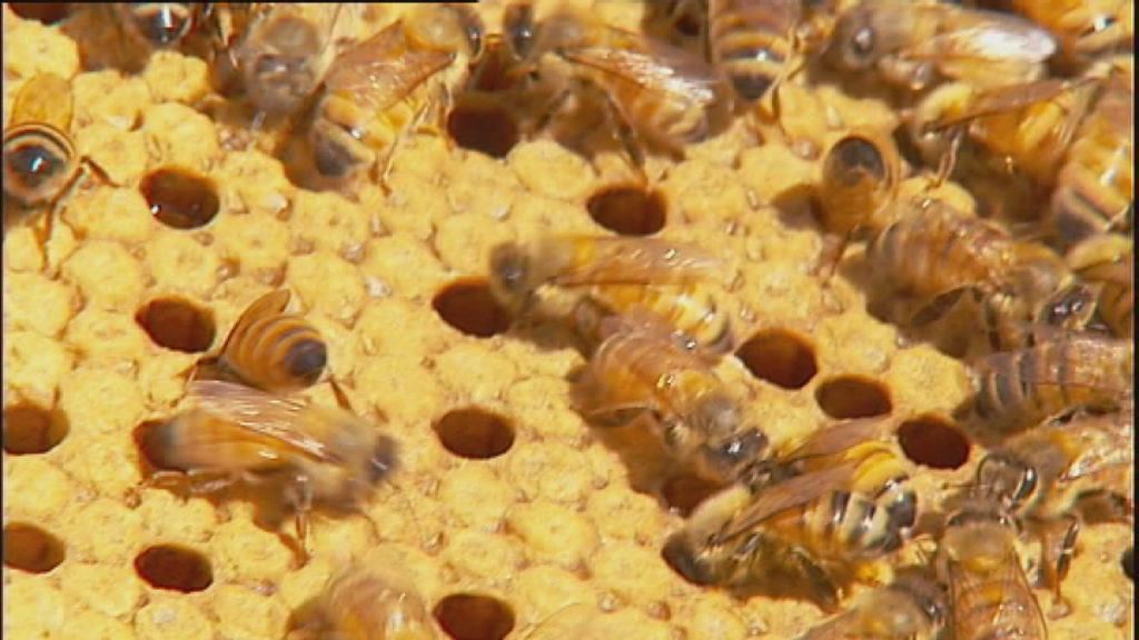 Can Australia's bee colonies remain free of the Varroa mite? - ABC News