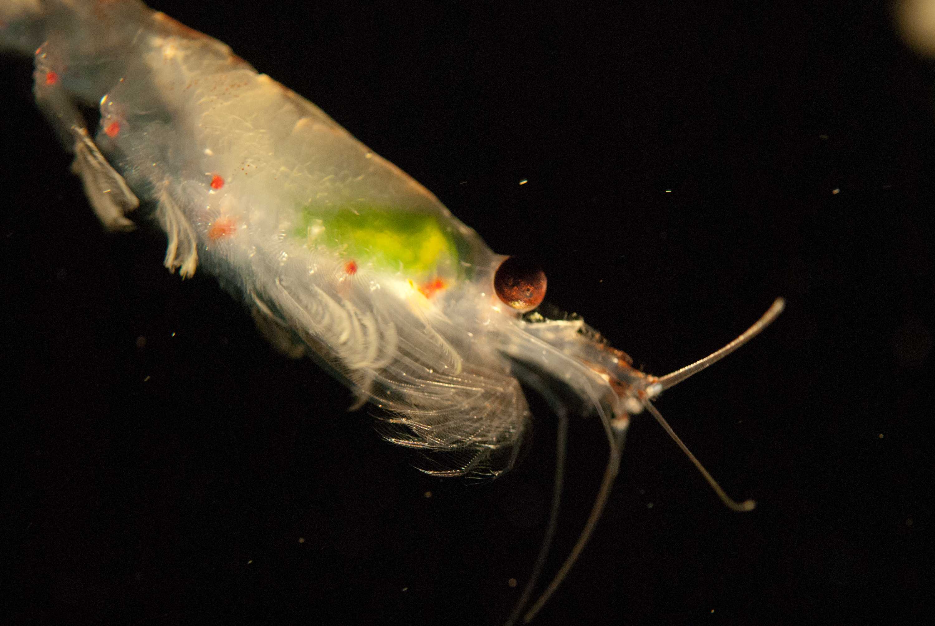 Food chains at risk as krill threatened by heat and higher acidity ...