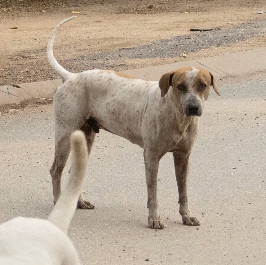 Honiara's stray dog population to be 'euthanised' - ABC Pacific