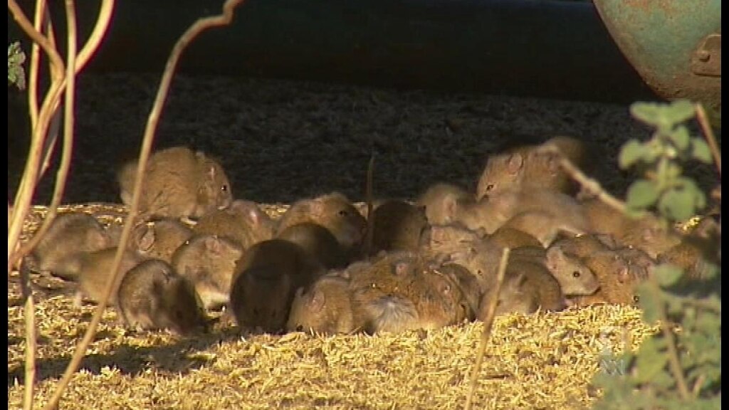 Mice affecting lives and livelihoods - ABC News