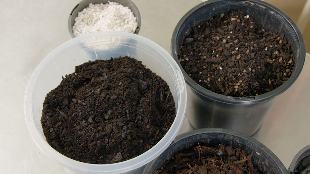 Indoor Plant Containers and Potting Mixes - Gardening Australia