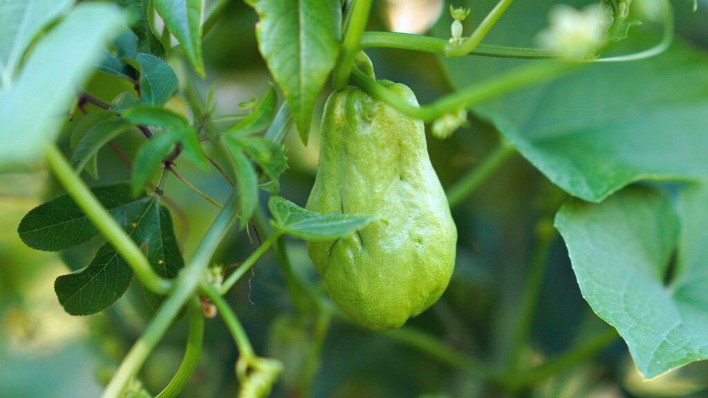 'Beloved and vibrant' Brisbane food and arts patron Jan Power dies aged ...