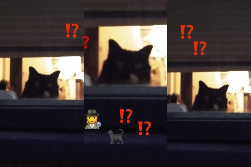 Who is Tootie? A journalist investigates her cat - ABC listen