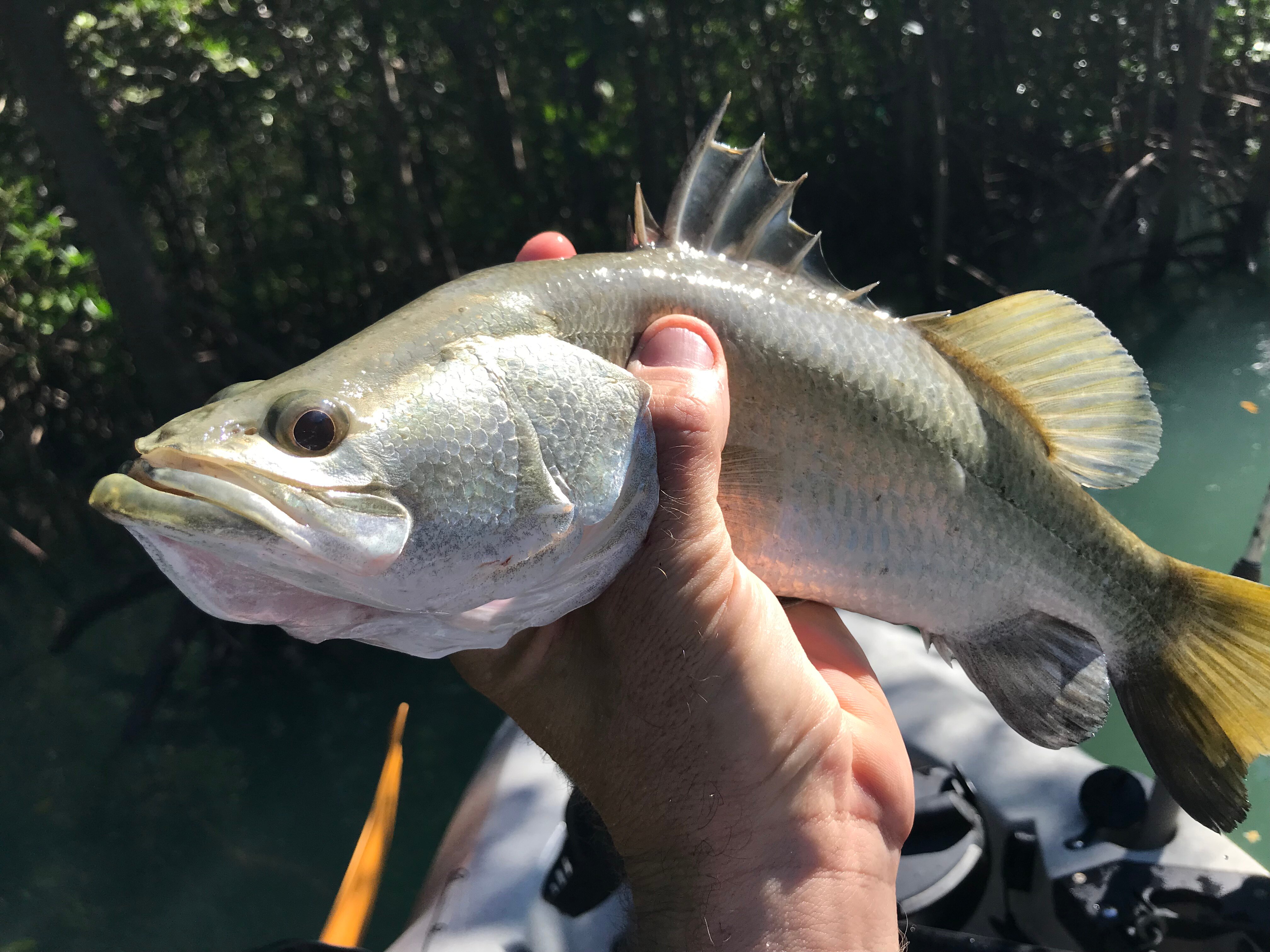 Tinny Podcast #781: Andy goes to school camp. Harbour chockers with ...