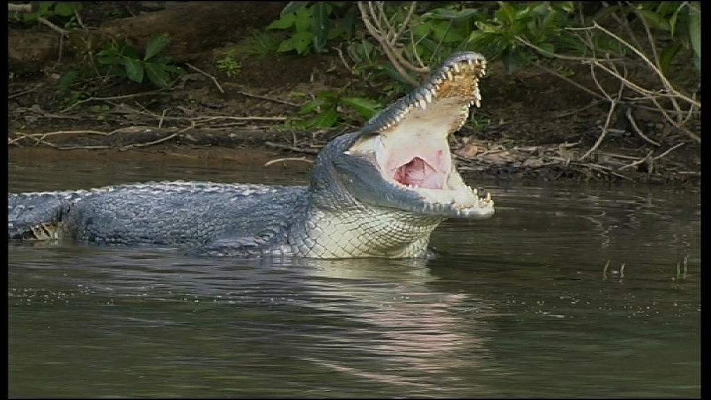 Croc Watch - ABC News