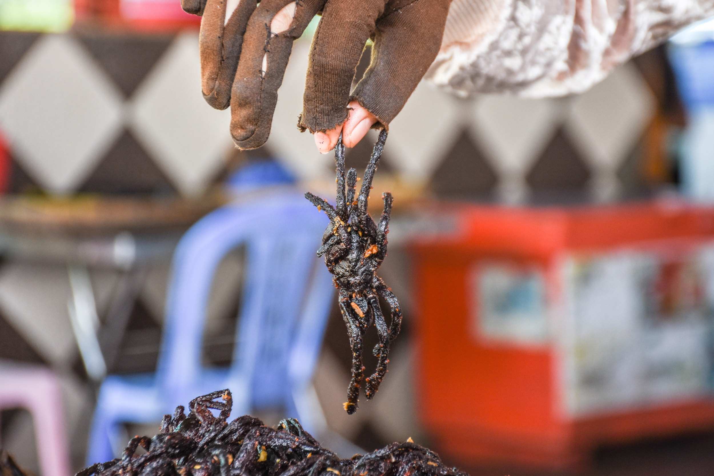 Inside Cambodia's tarantula snack trade - ABC News