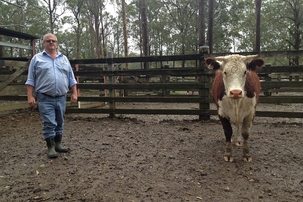 Heifer survives 30-kilometre river float - ABC News
