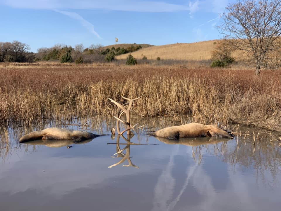 Bull elk locked together by antlers found dead in Nebraska pond - ABC News
