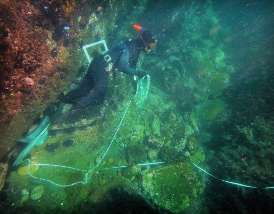 Sharks gorge on sea urchins in discovery of a new ally in battle with ...