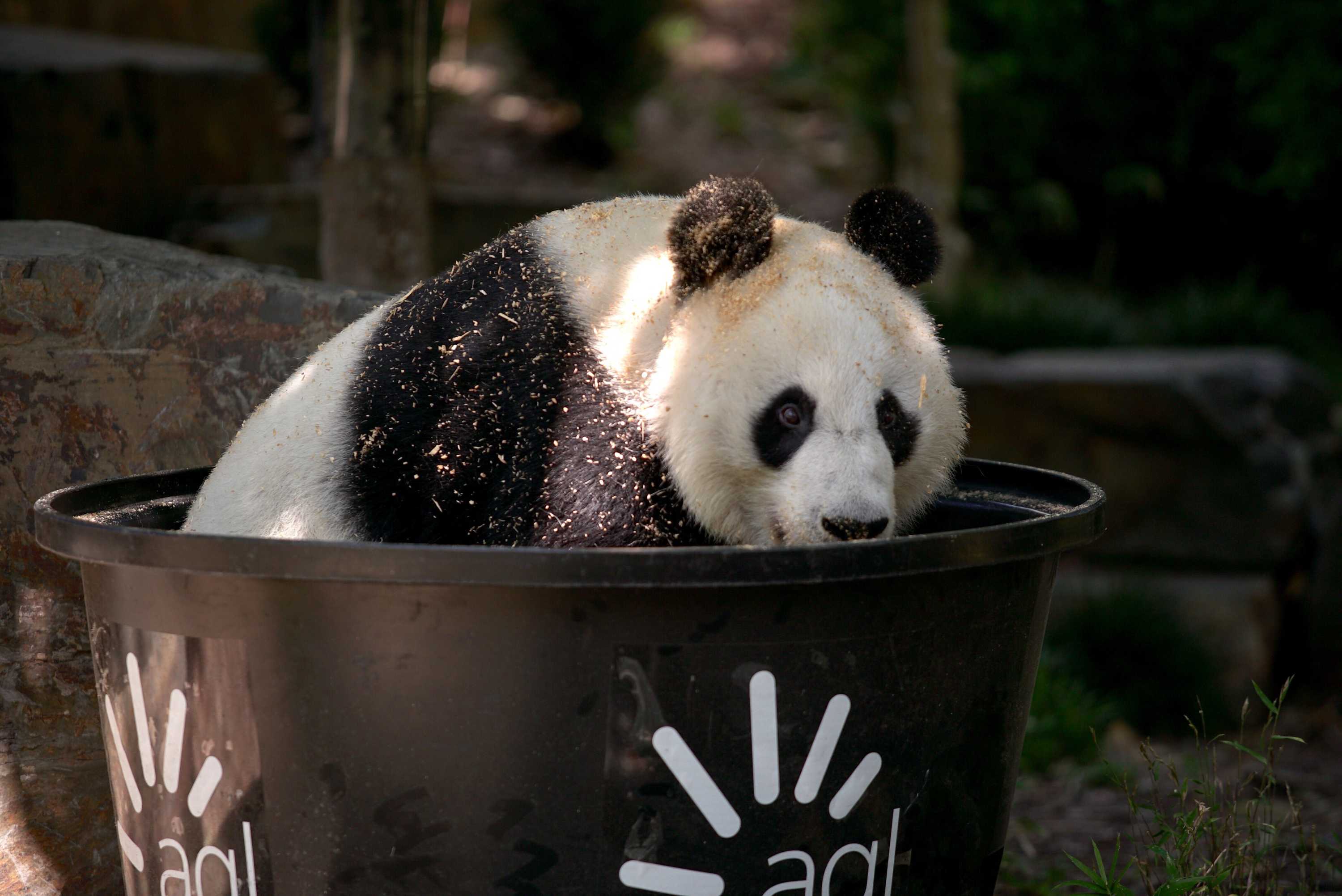 Giant pandas Wang Wang and Fu Ni may not have mated, but have enjoyed a love affair with the ...
