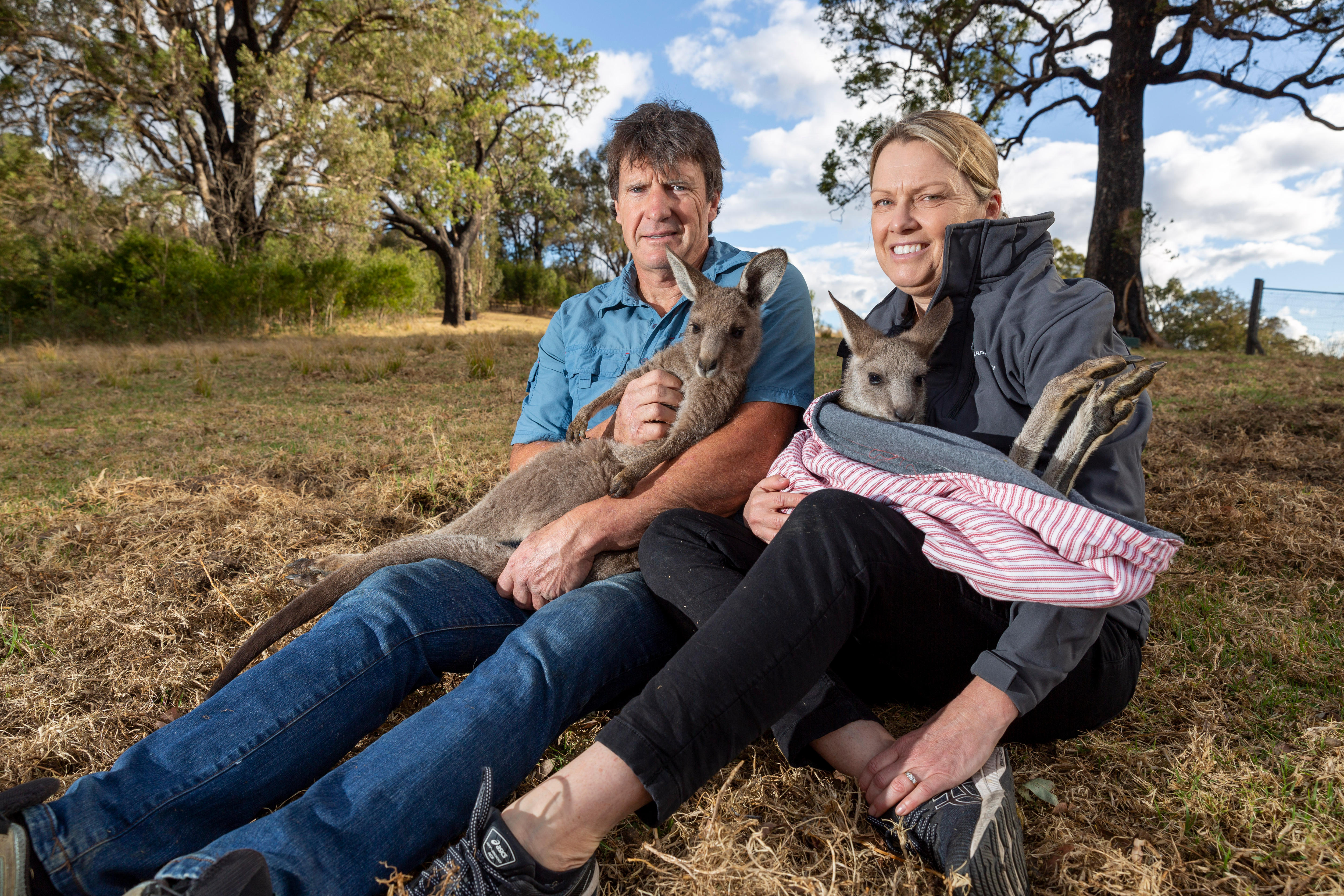Cobargo wildlife sanctuary rehabilitates 11 eastern grey kangaroos that ...