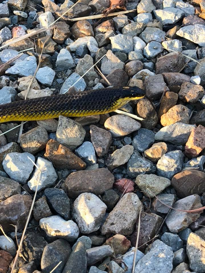 Animal catcher performs CPR to revive frog regurgitated by snake - ABC News