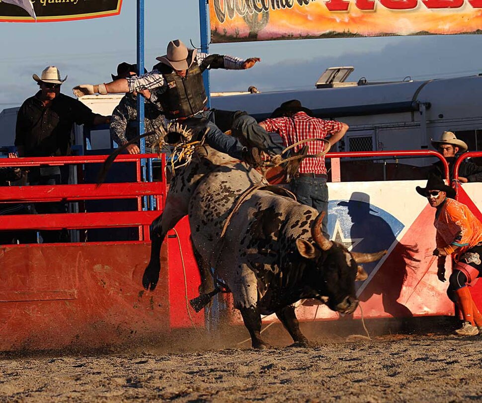 Councillor opposes bull riding event for Shellharbour - ABC News