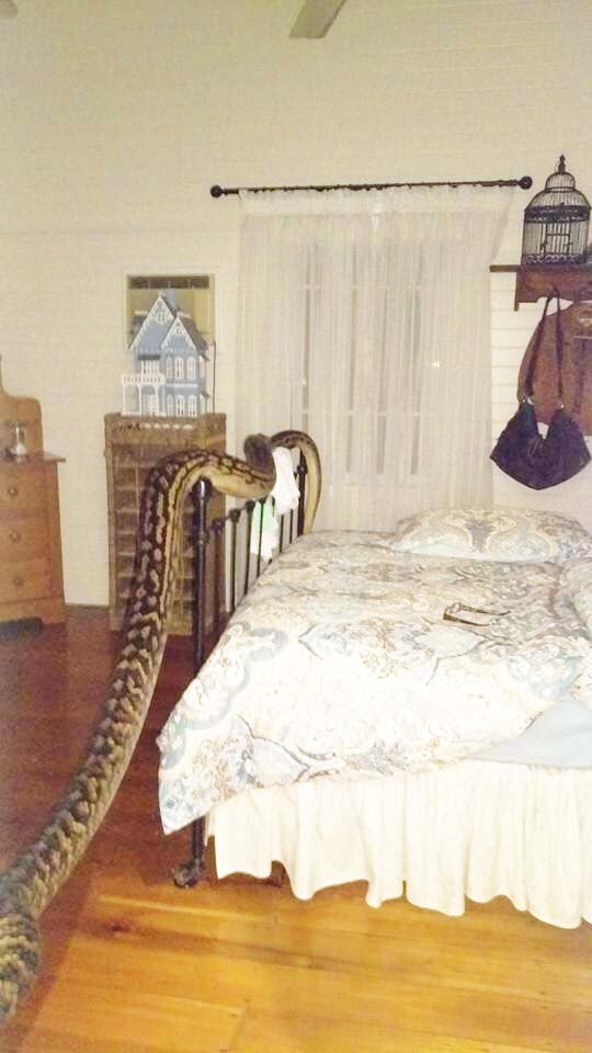 Massive python found in Mission Beach bedroom - ABC News