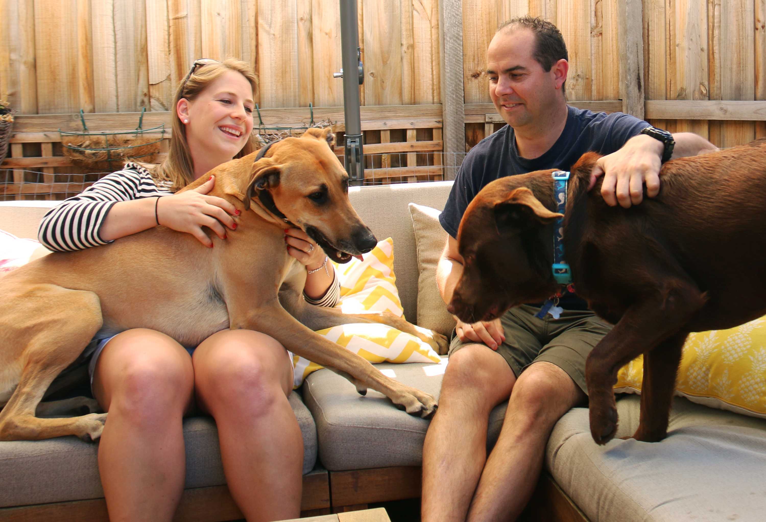 Airbnb-style website PetHomeStay matching Australian pet owners with ...