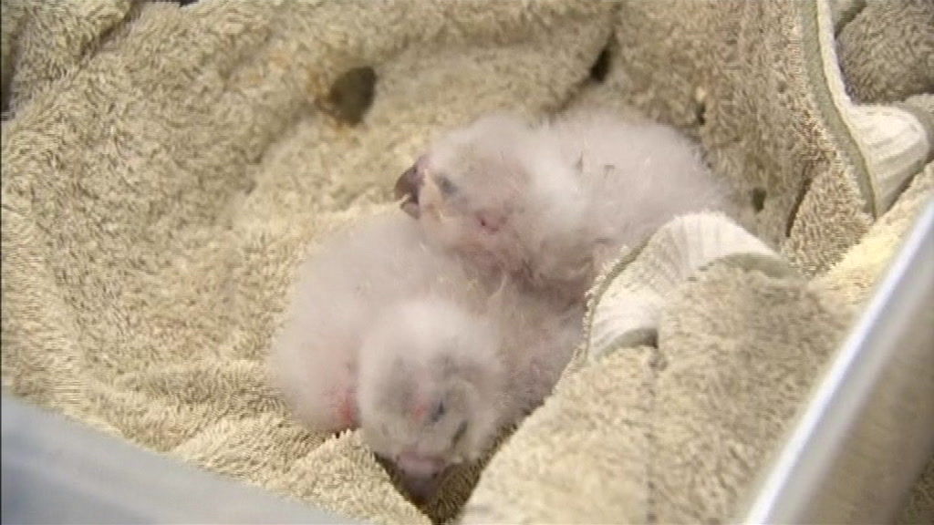 New Zealand kakapos hatching in record numbers, boosting endangered ...