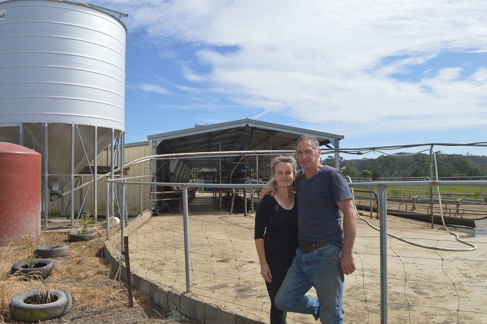 Downsizing the dairy to move to a beef operation - ABC listen
