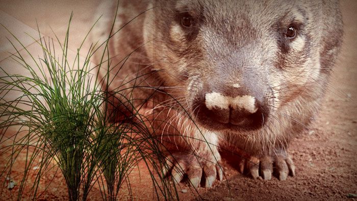 Wombat Weeds - Behind The News