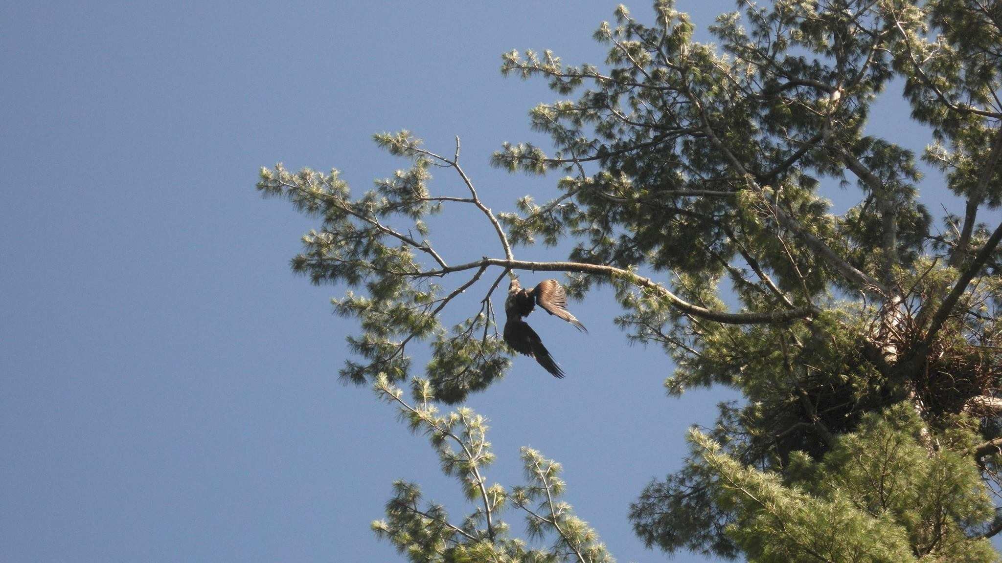 Sharpshooting US veteran frees trapped bald eagle in Minnesota - ABC News