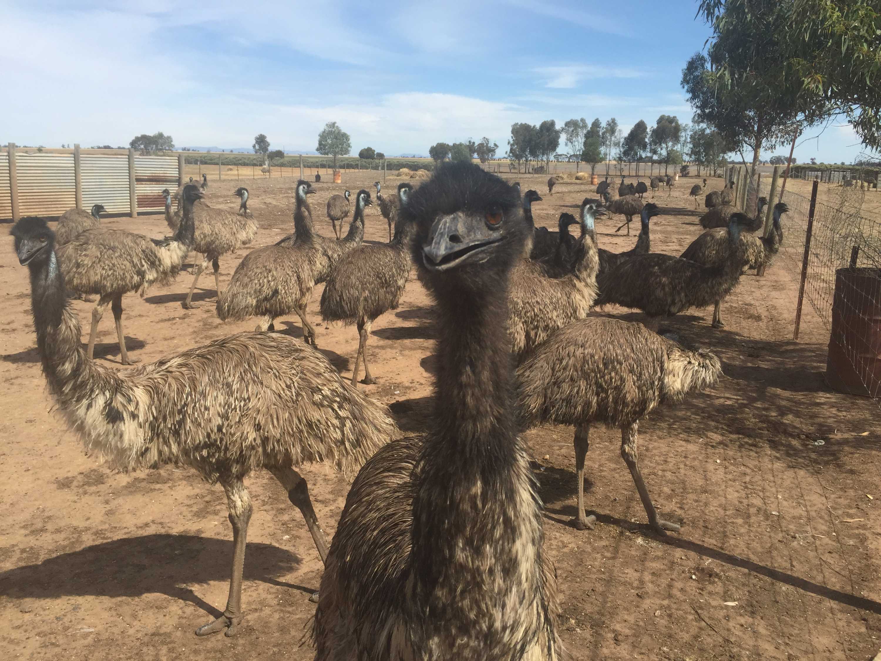 Pimpinio emu farmers recall 25 years of faith and forbearance - ABC News