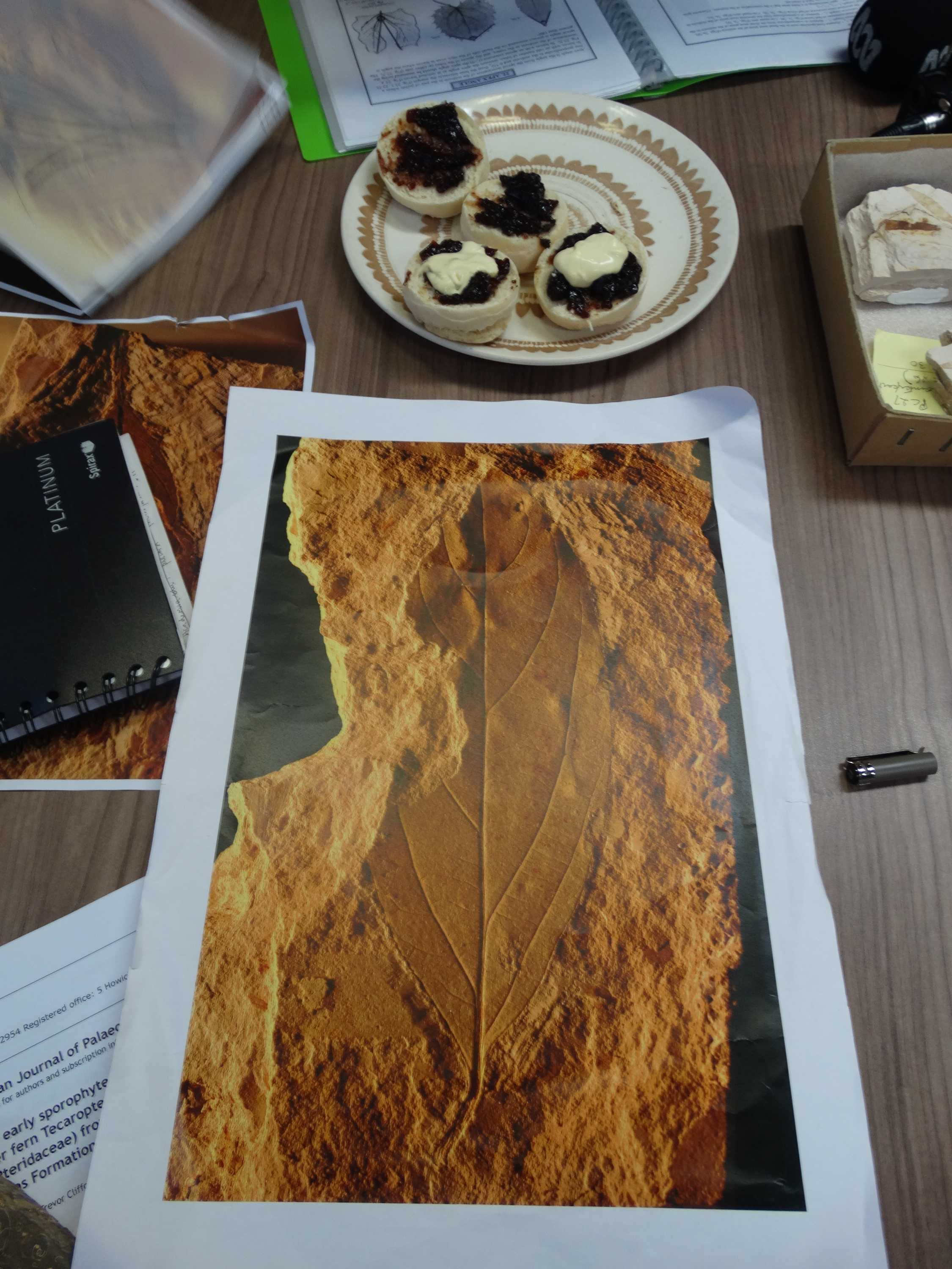 Fossilised remains of 23-million-year-old rainforest found in Gold ...