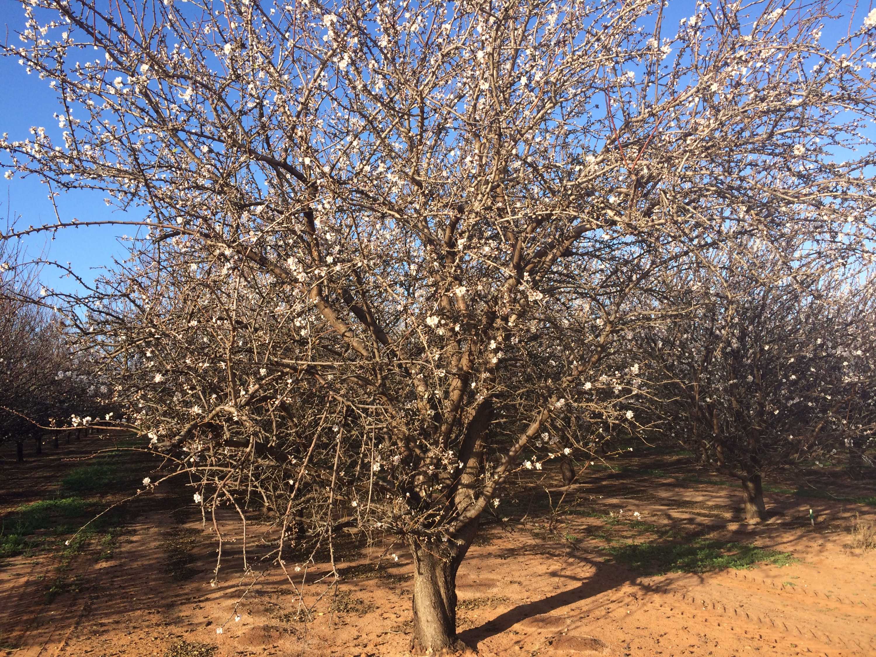 Australian almond exports crack new monthly sales record - ABC News