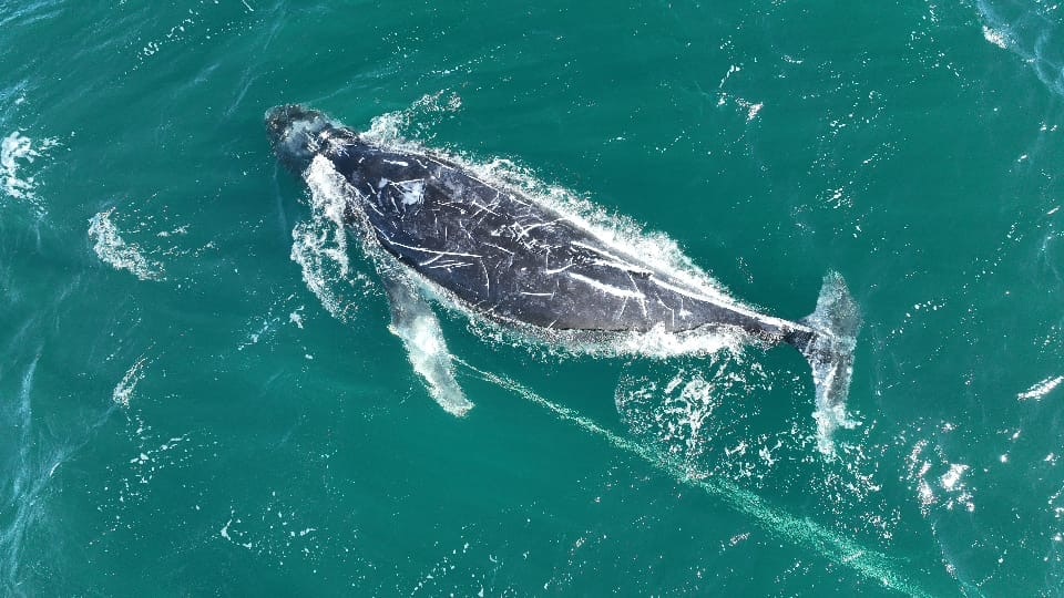 Humpback whale entangled in rope, trailing a buoy spotted south off ...