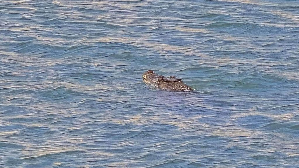 Saltwater crocodile sighting confirmed in Exmouth - ABC News