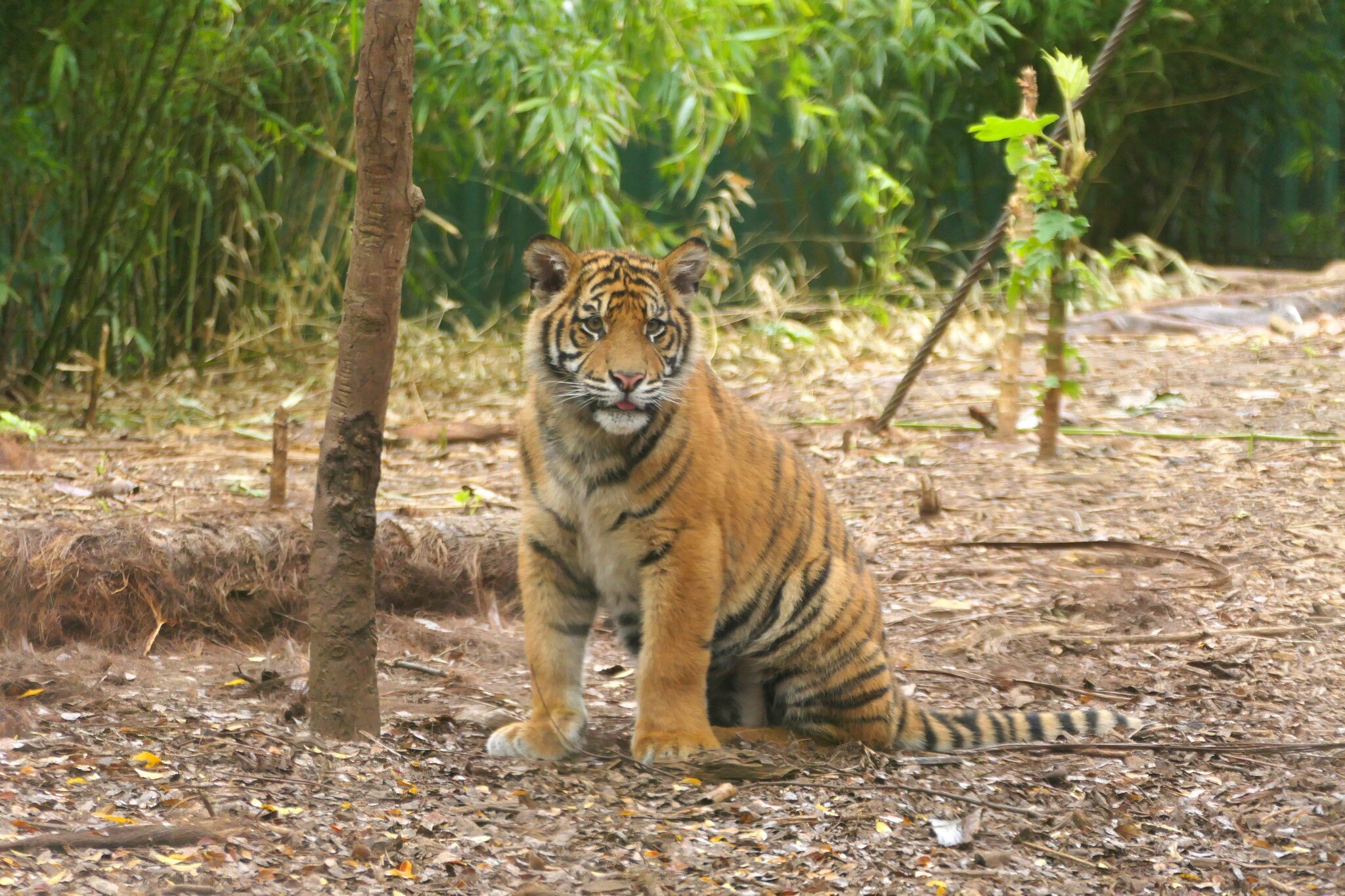 Adelaide Zoo saving tigers through human connection - ABC listen