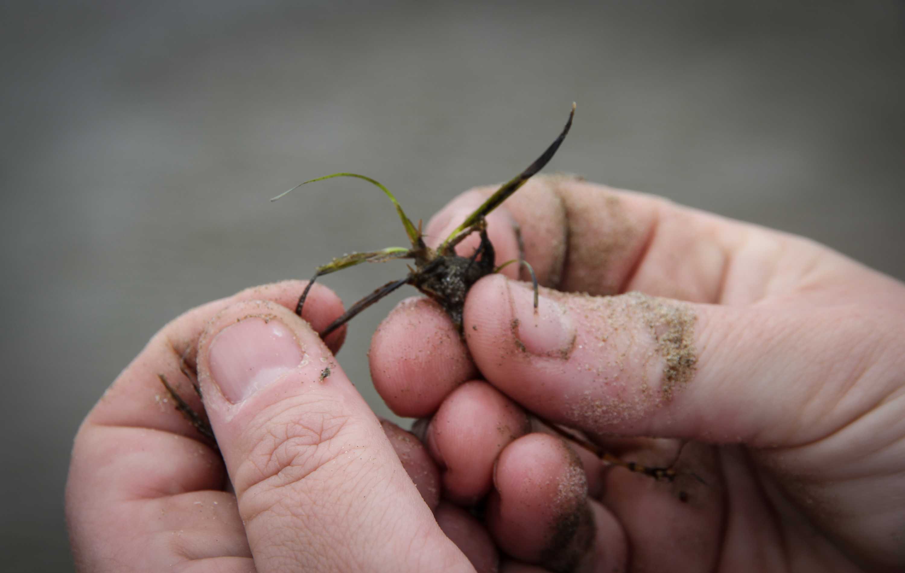 Scientists seek out seagrass seeds to help them unlock their secrets ...