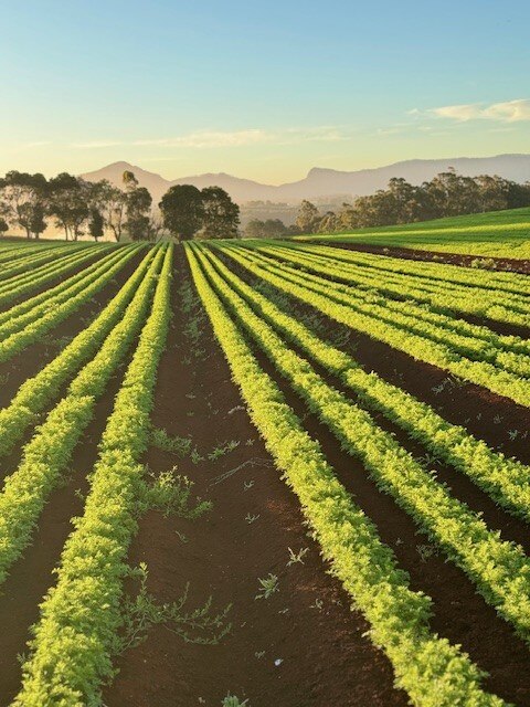 Potato growers frustrated and angry while small carrots are award ...