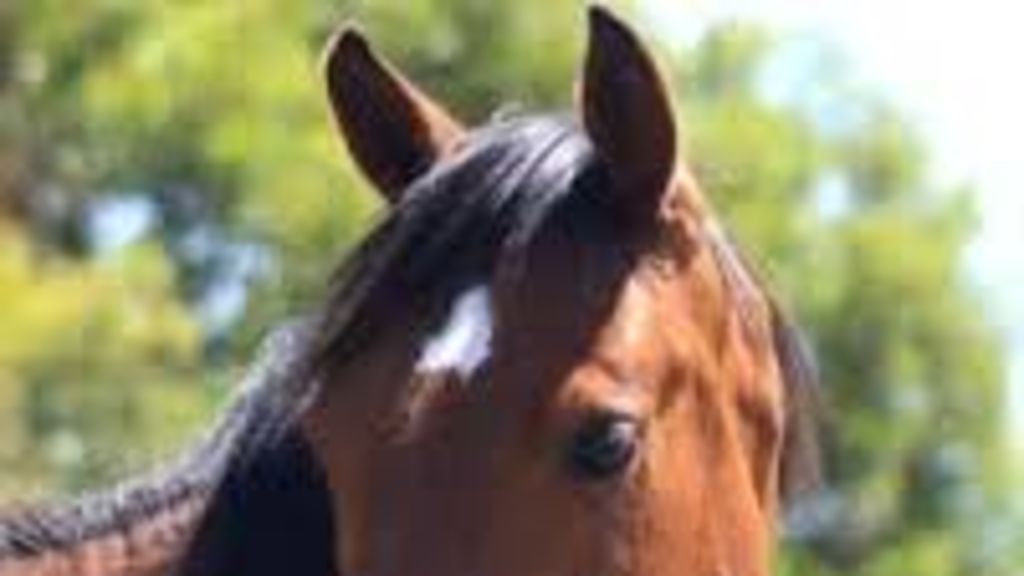 RSPCA acknowledges brumby cull will save swamps - ABC News