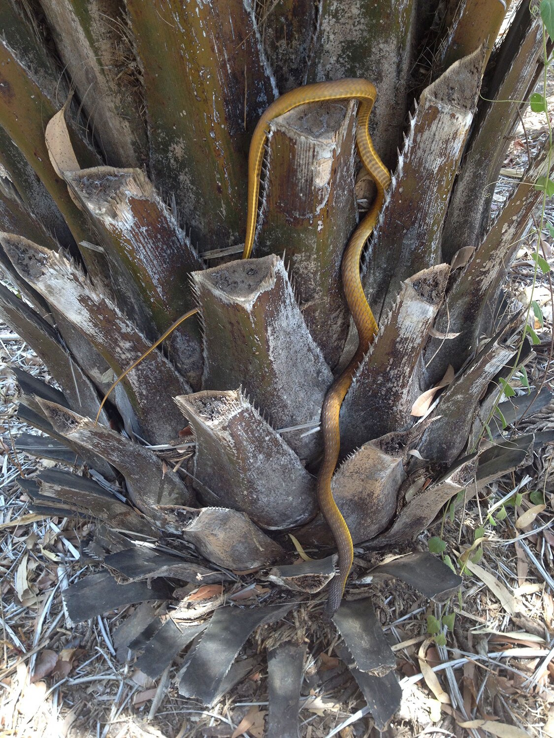 Green tree frog pulls off great snake escape, far north Queensland ...